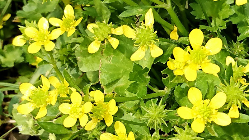 ウマノアシガタ （馬の足形） Japanese Buttercup (Ranunculus japonicus) - 旅先で出逢った花や樹木たち